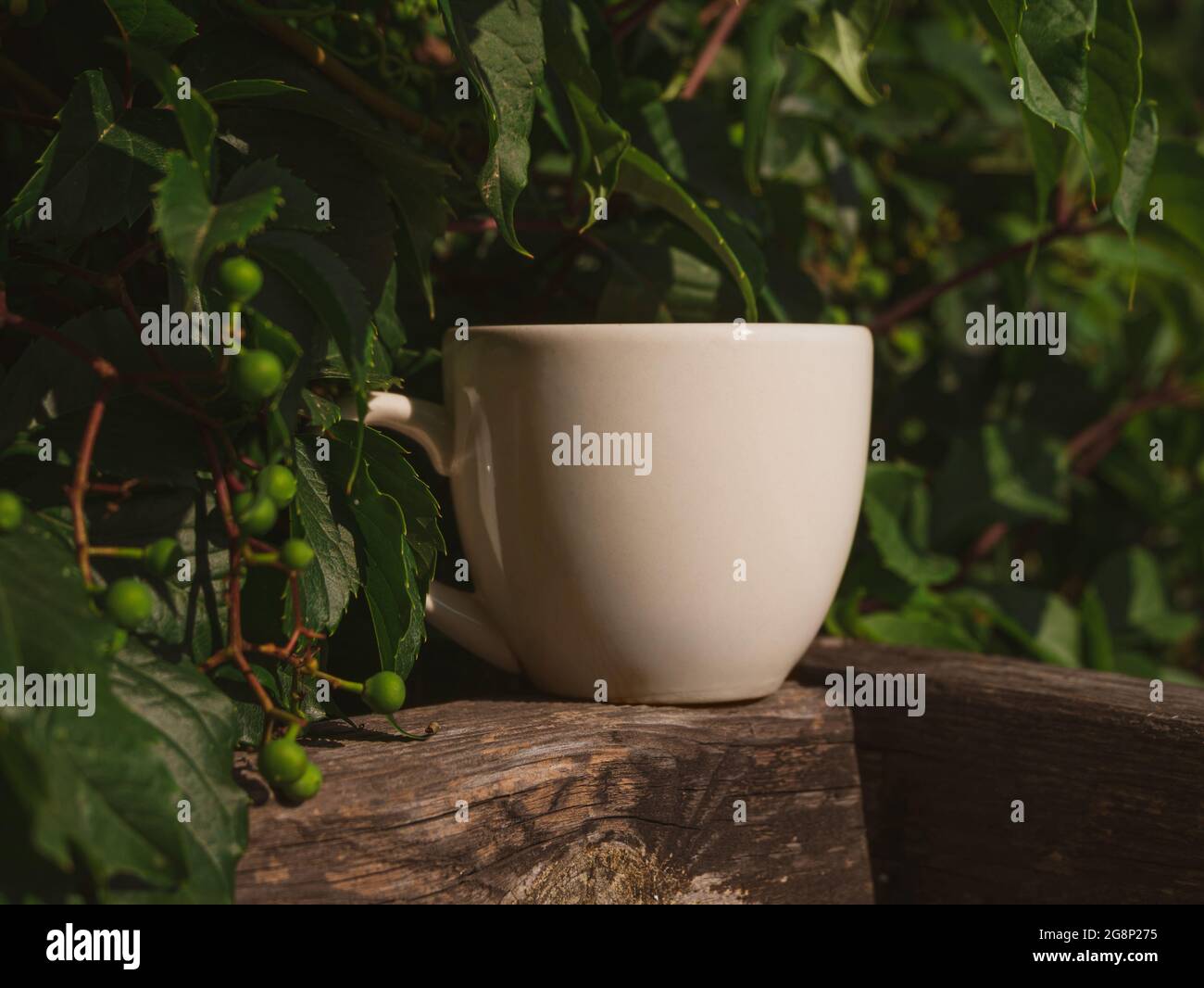 White porcelain tea cup mockup on wooden balcony with green wild grapes ...