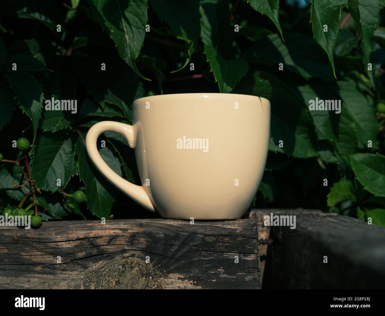 White porcelain tea cup mockup on wooden balcony with green wild grapes ...