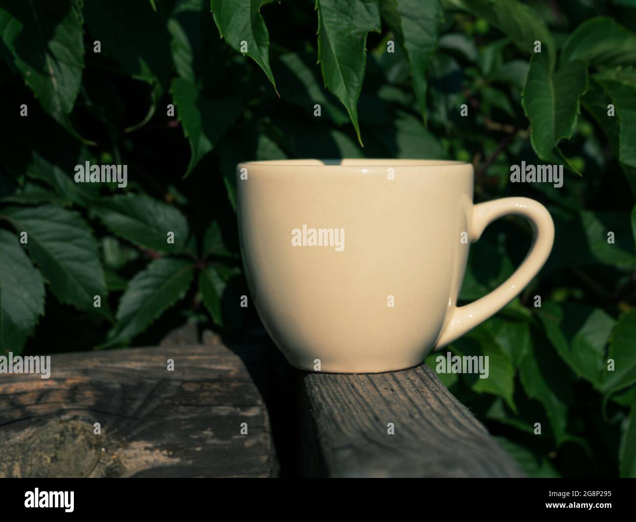 White porcelain tea cup mockup on wooden balcony with green wild grapes ...
