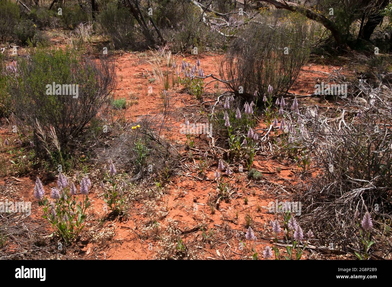Cobar Australia, view of bushland with flowering pink mulla-mulla ...