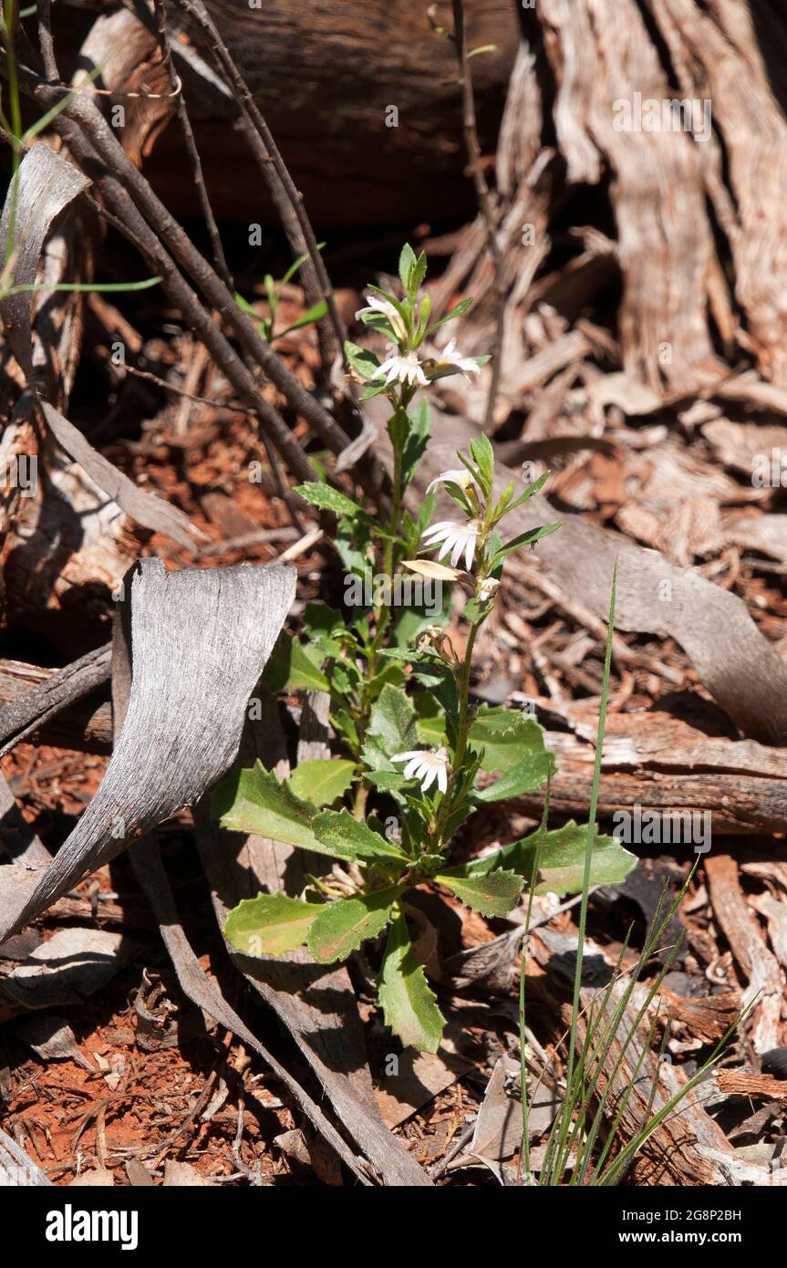 Harden Australia, native scaevola aemula, the fairy fan-flower in ...