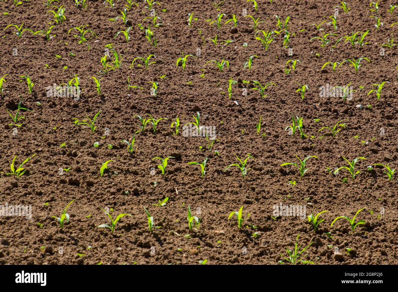 Field with young corn seedlings on a sunny day Stock Photo - Alamy