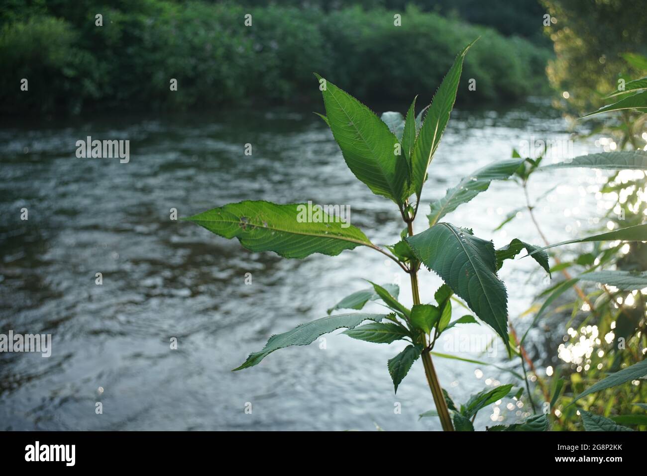 River landscape with natural environment besides serving an intact ...