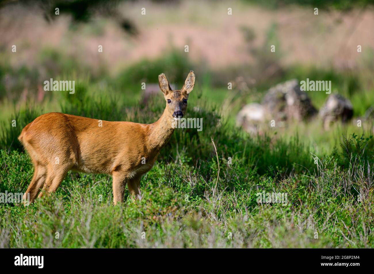 Female roe deer hi-res stock photography and images - Alamy