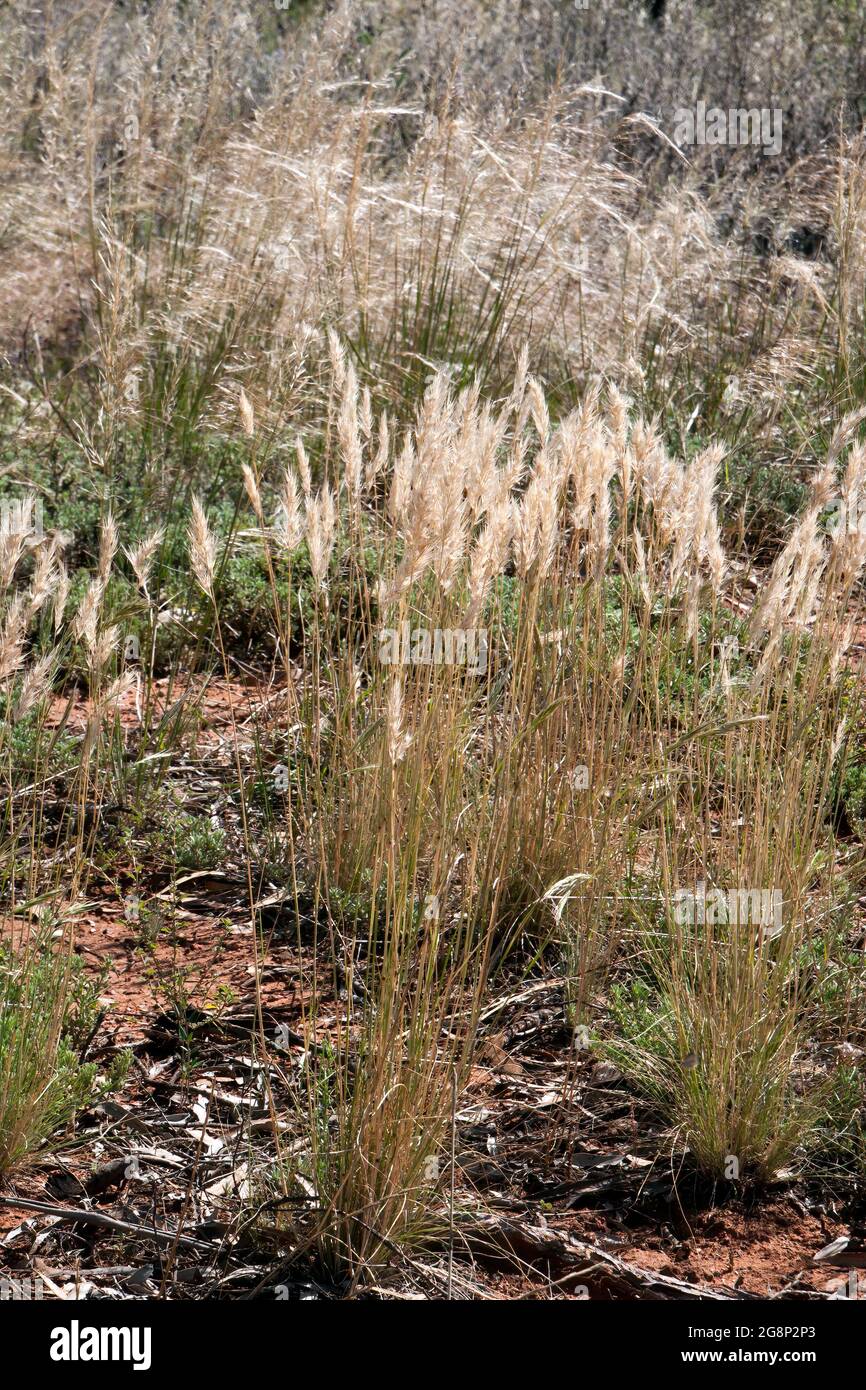 Australia native grasses hi-res stock photography and images - Alamy
