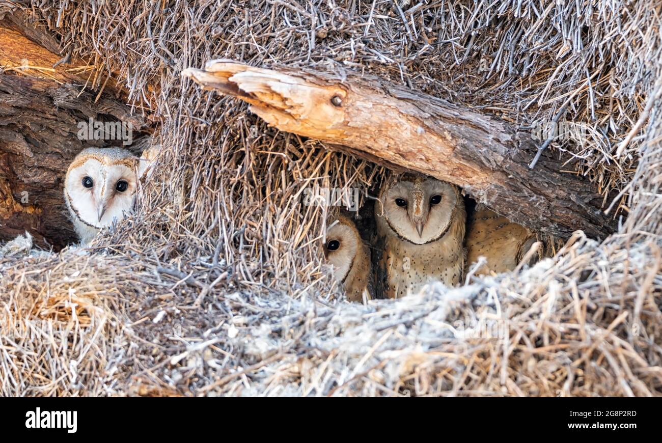 African barn owl hi-res stock photography and images - Alamy
