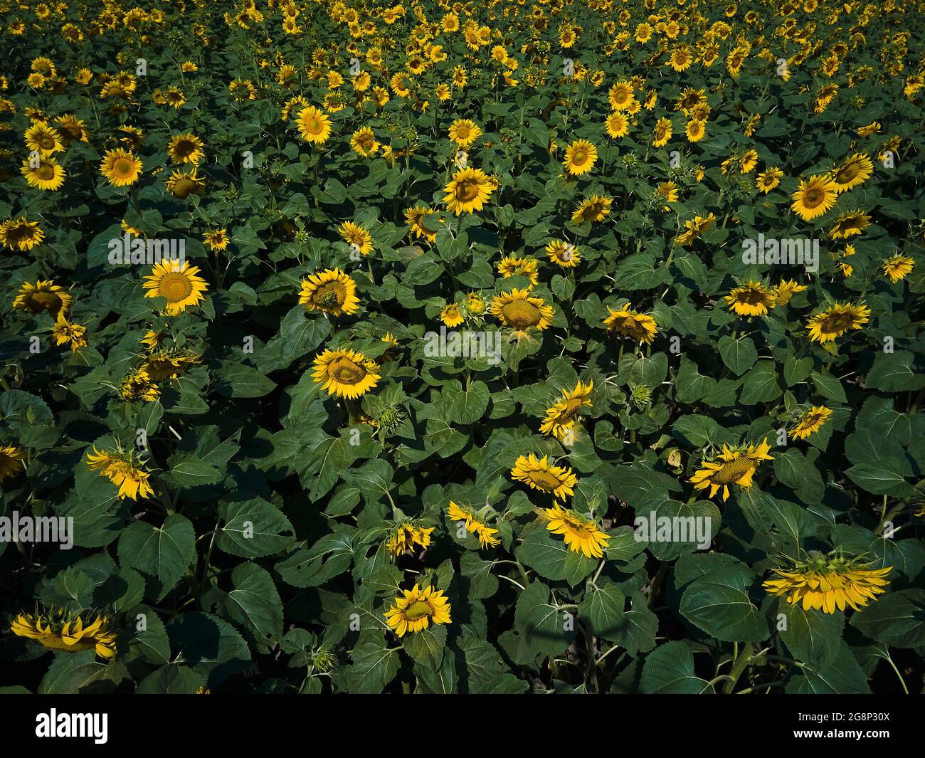 Drone aerial view of A sunny field of sunflowers in glowing yellow ...