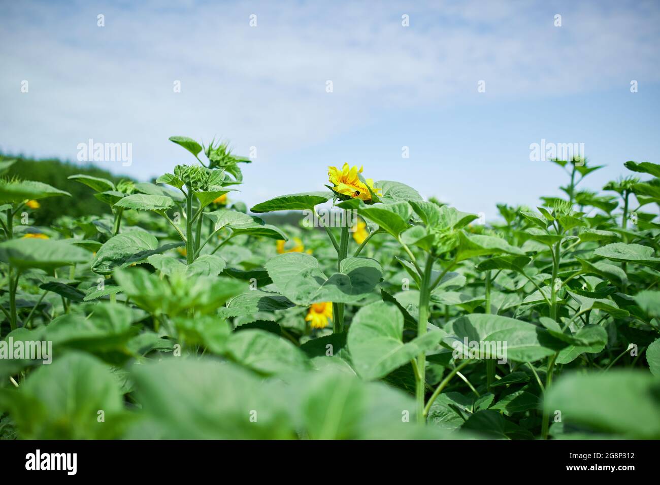 A sunny field of sunflowers in glowing yellow light Stock Photo - Alamy