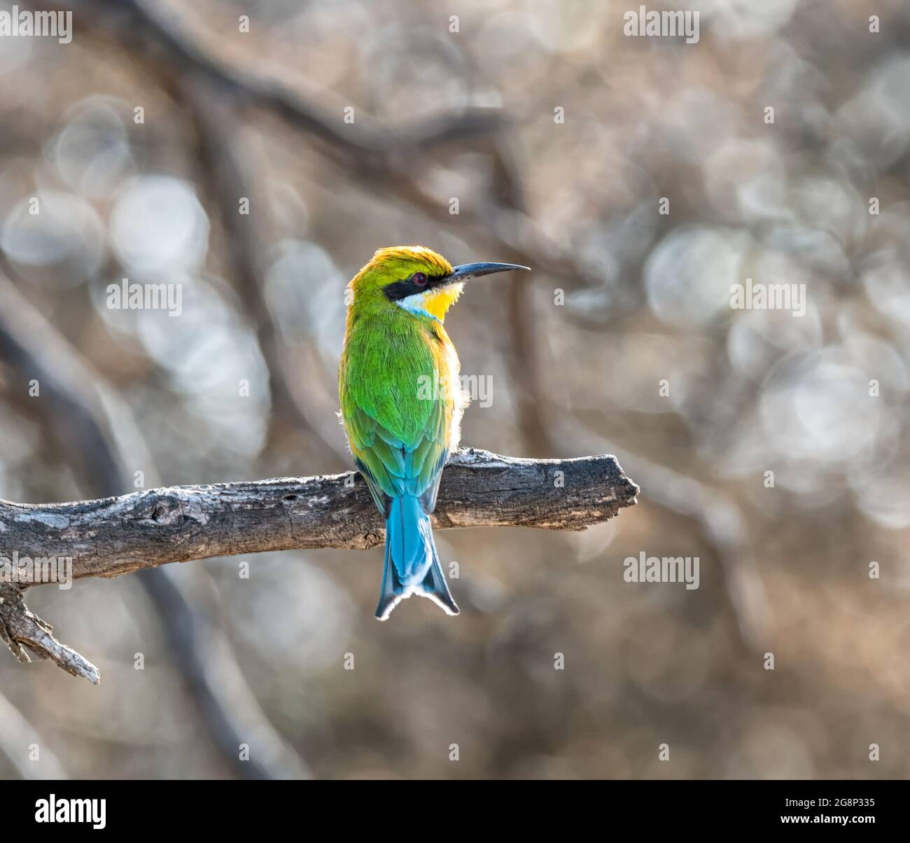 African bee eater hi-res stock photography and images - Alamy