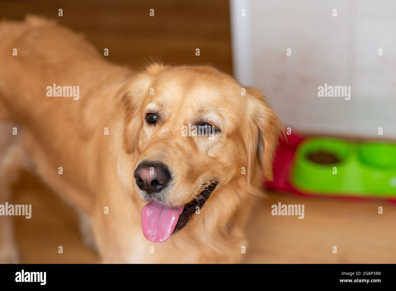 Cute golden labrador retriever dog near bowl with food in kitchen ...