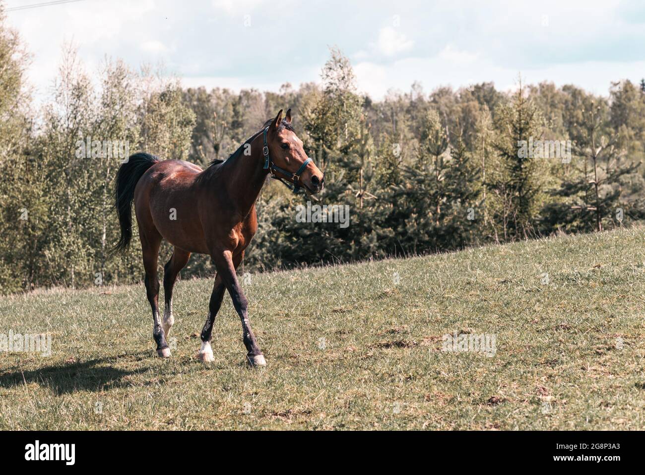 Beautiful young horse walking on the field or pasture.Brown Horse ...