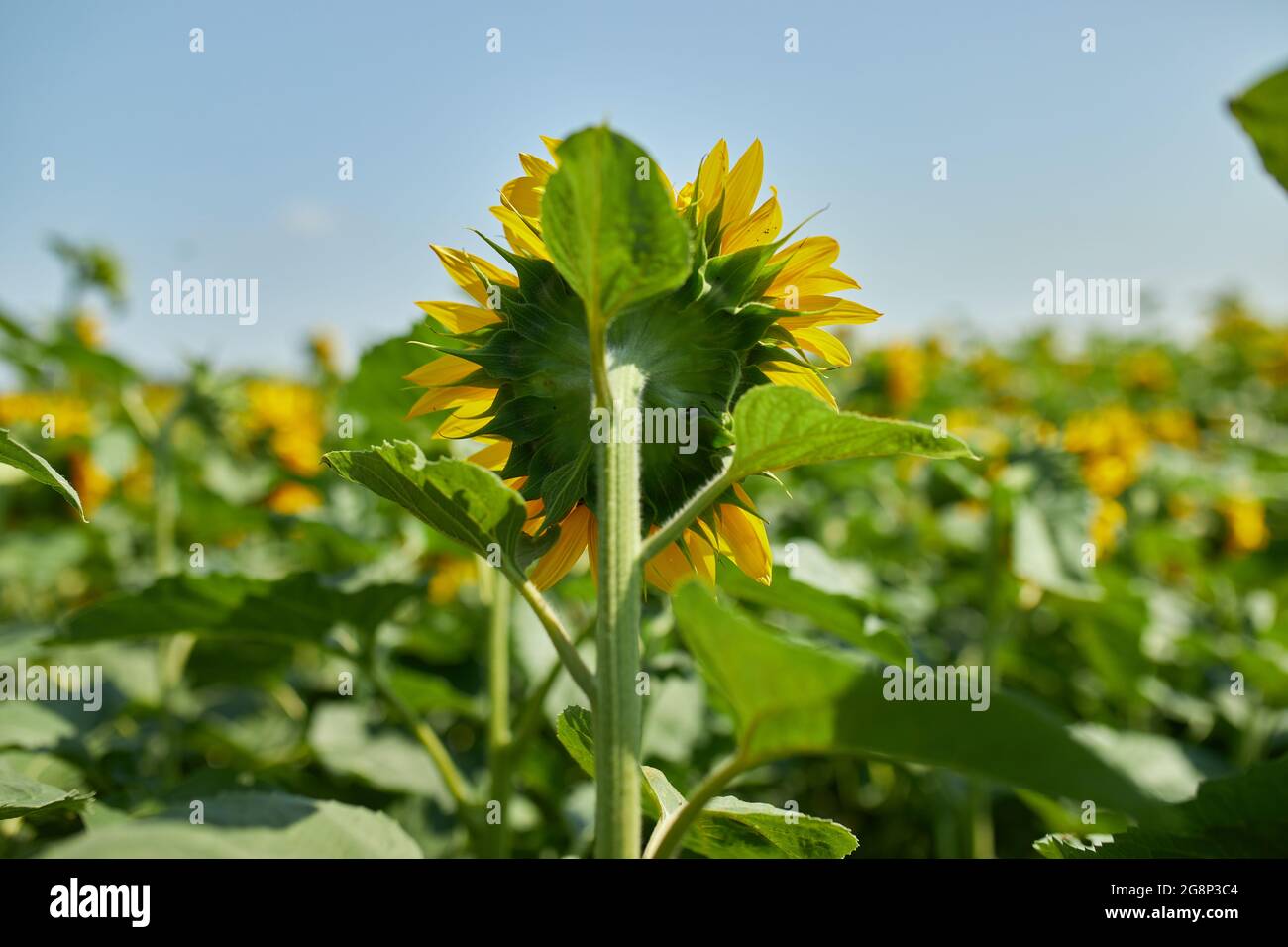 Sunflowers from the back hi-res stock photography and images - Alamy