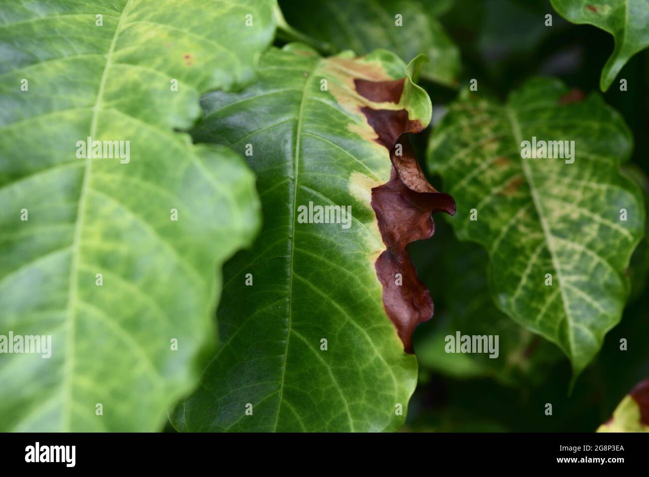 Coffee tree leaves hi-res stock photography and images - Alamy