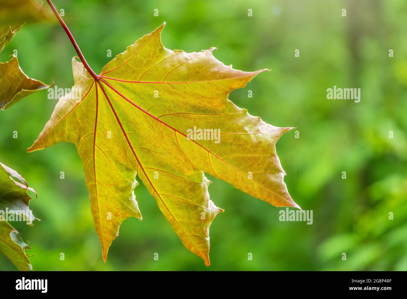 Spring branches of maple tree with fresh green leaves. Spring ...