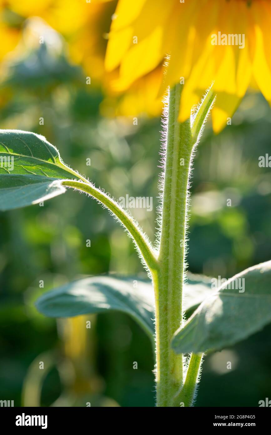 Sunflower Field, Branch in Backlight Stock Photo - Alamy