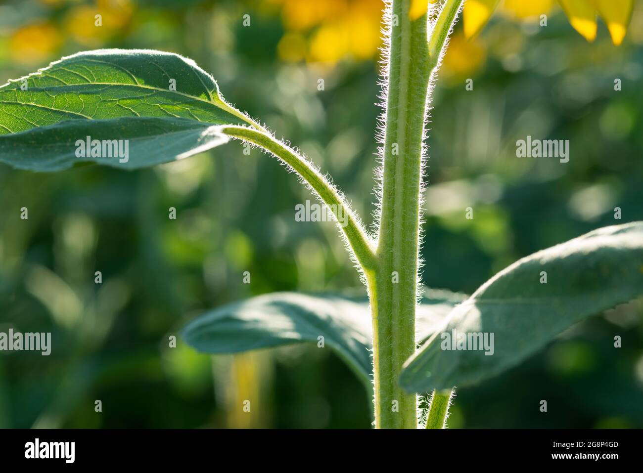 Sunflower Field, Branch in Backlight Stock Photo - Alamy
