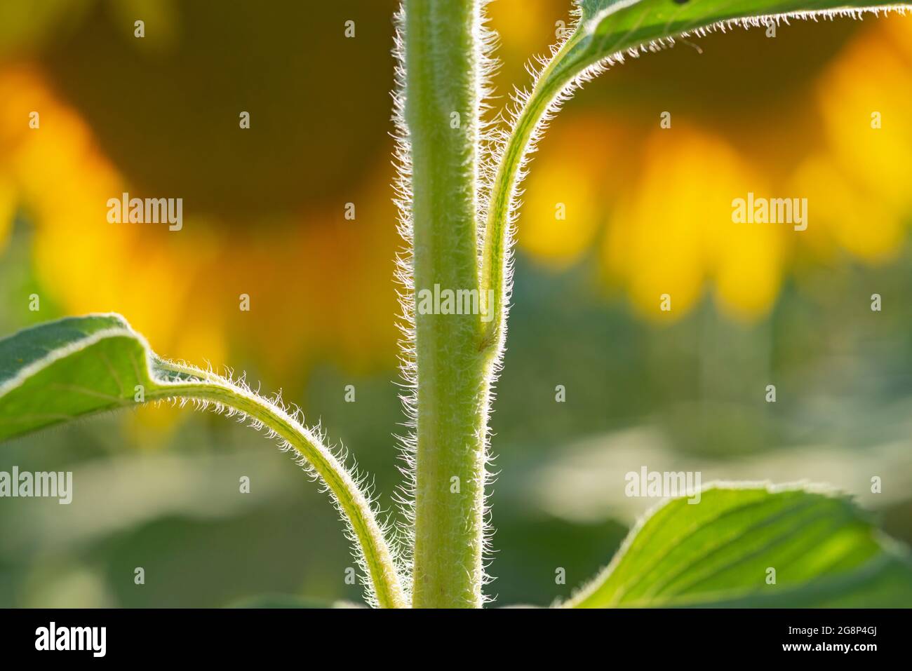 Sunflower Field, Branch in Backlight Stock Photo - Alamy