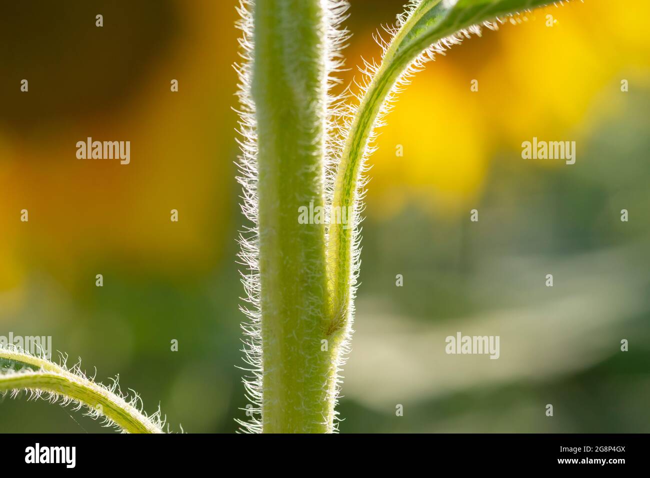 Sunflower Field, Branch in Backlight Stock Photo - Alamy