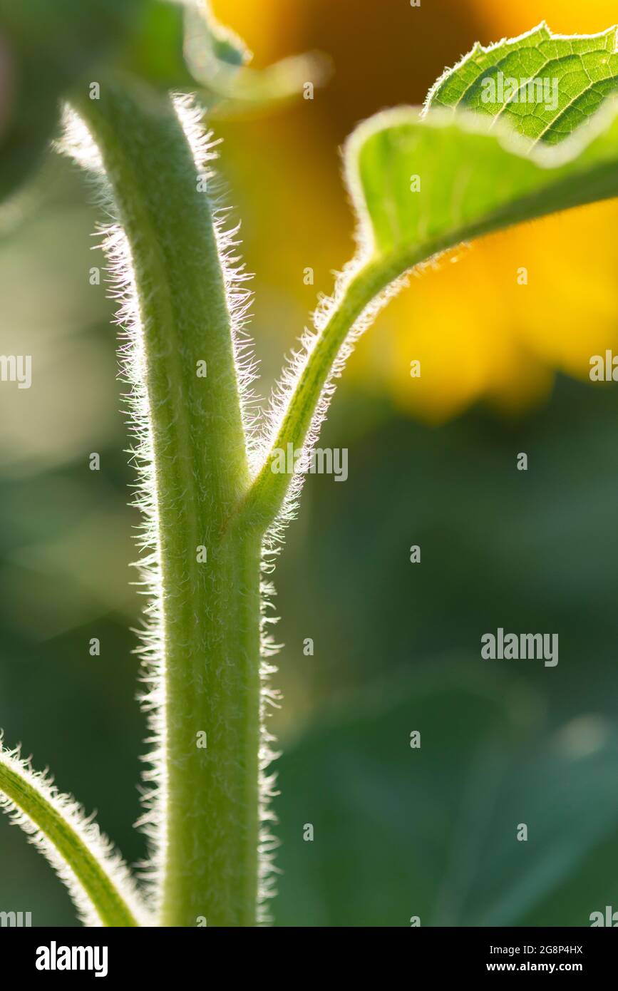 Sunflower Field, Branch in Backlight Stock Photo - Alamy