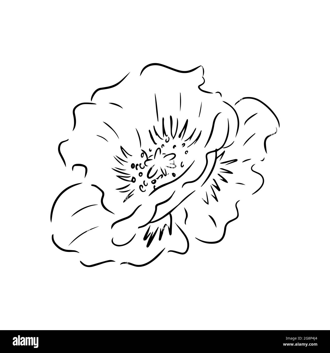 Poppy hand drawn illustration. Line art. Isolated on white background ...