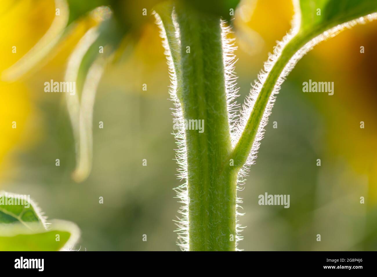 Sunflower Field, Branch in Backlight Stock Photo - Alamy