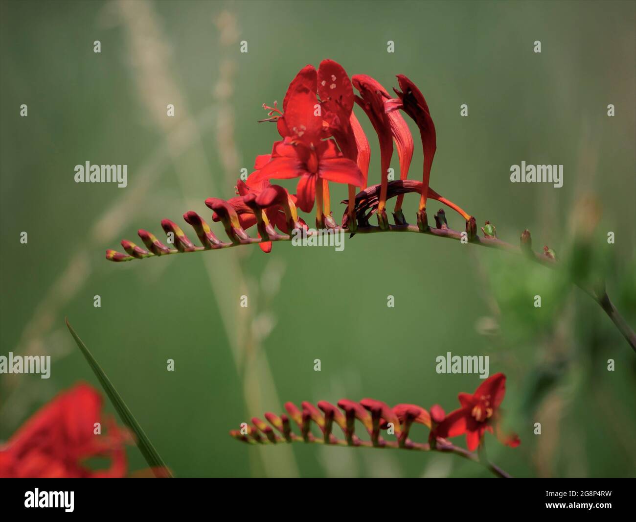 Red funnel shaped flowers hi-res stock photography and images - Alamy