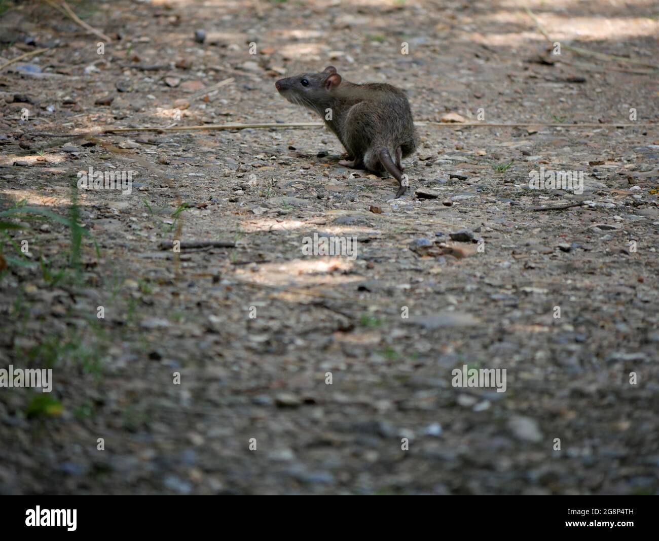 Brown rat- Rattus norvegicus Stock Photo - Alamy