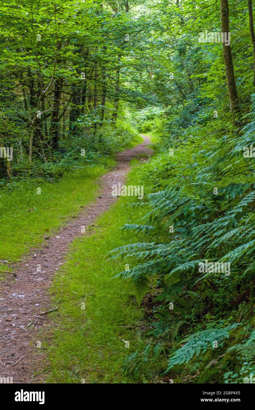 Tywi forest hi-res stock photography and images - Alamy