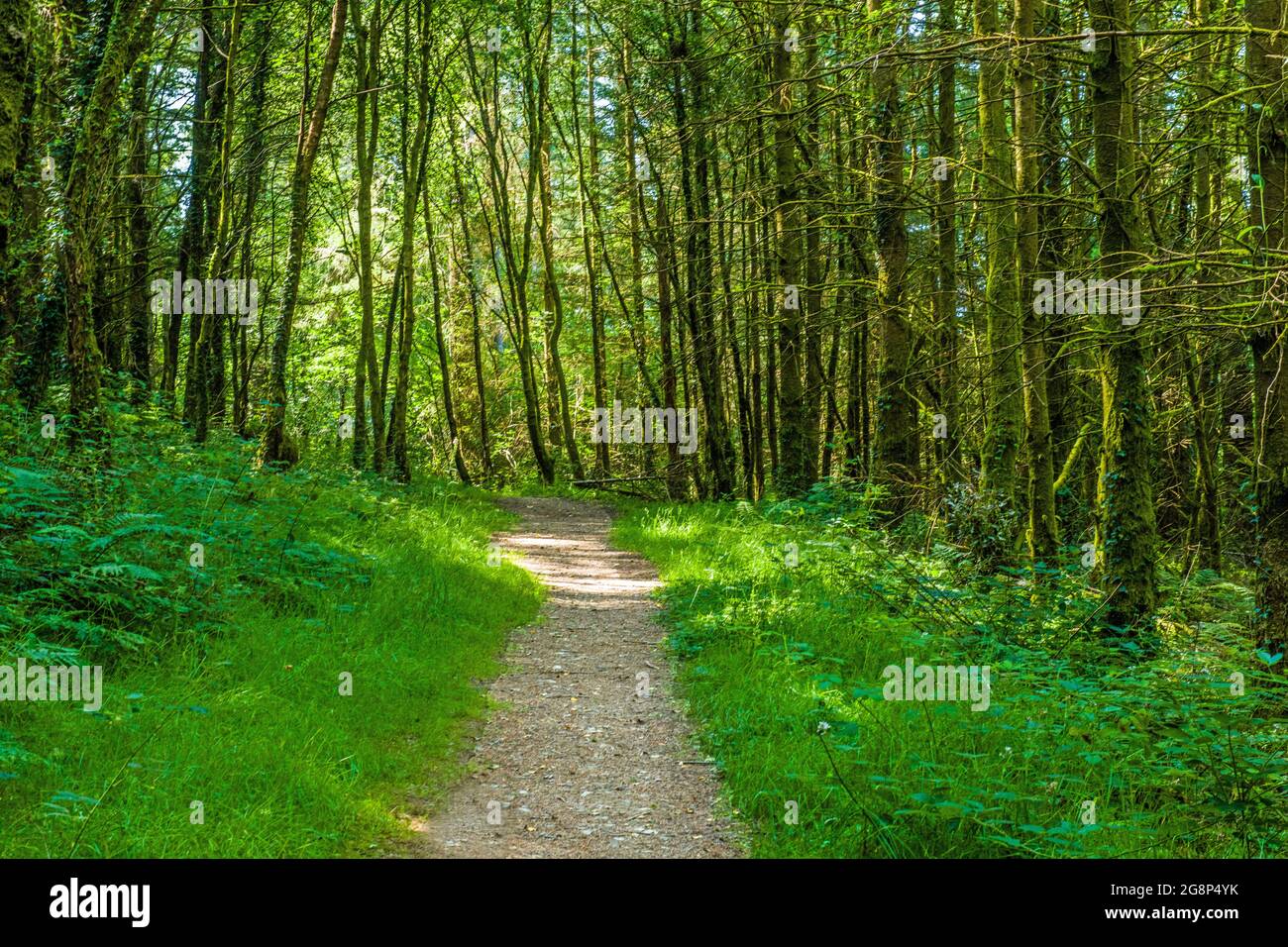 Tywi forest hi-res stock photography and images - Alamy