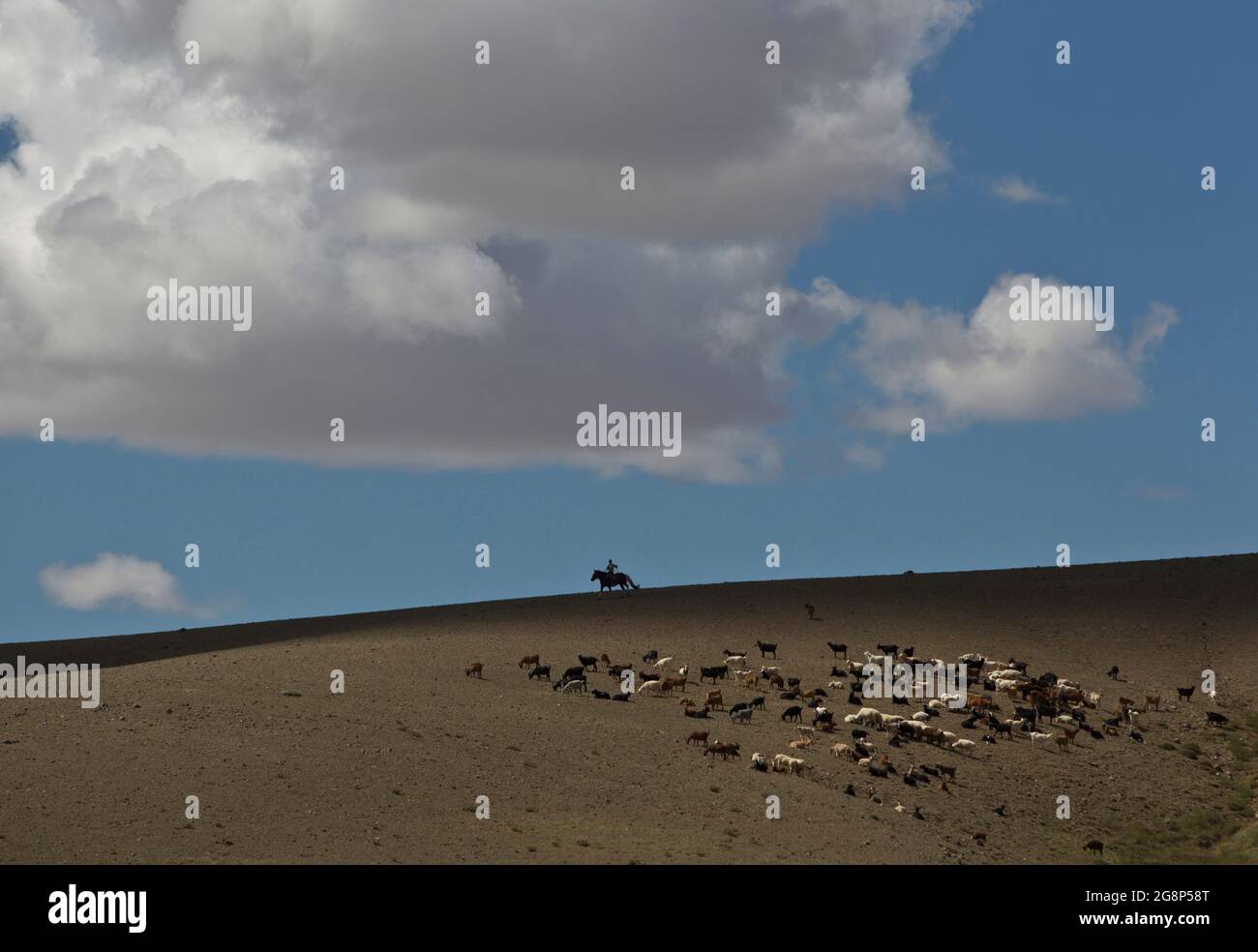 Flock of goats, Gobi Desert, Mongolia, Central Asia, Asia Stock Photo ...