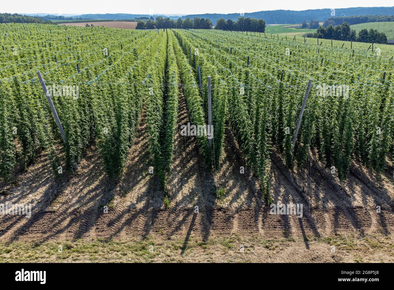 Aiglsbach, Germany. 22nd July, 2021. The hops grow upwards on wires on ...