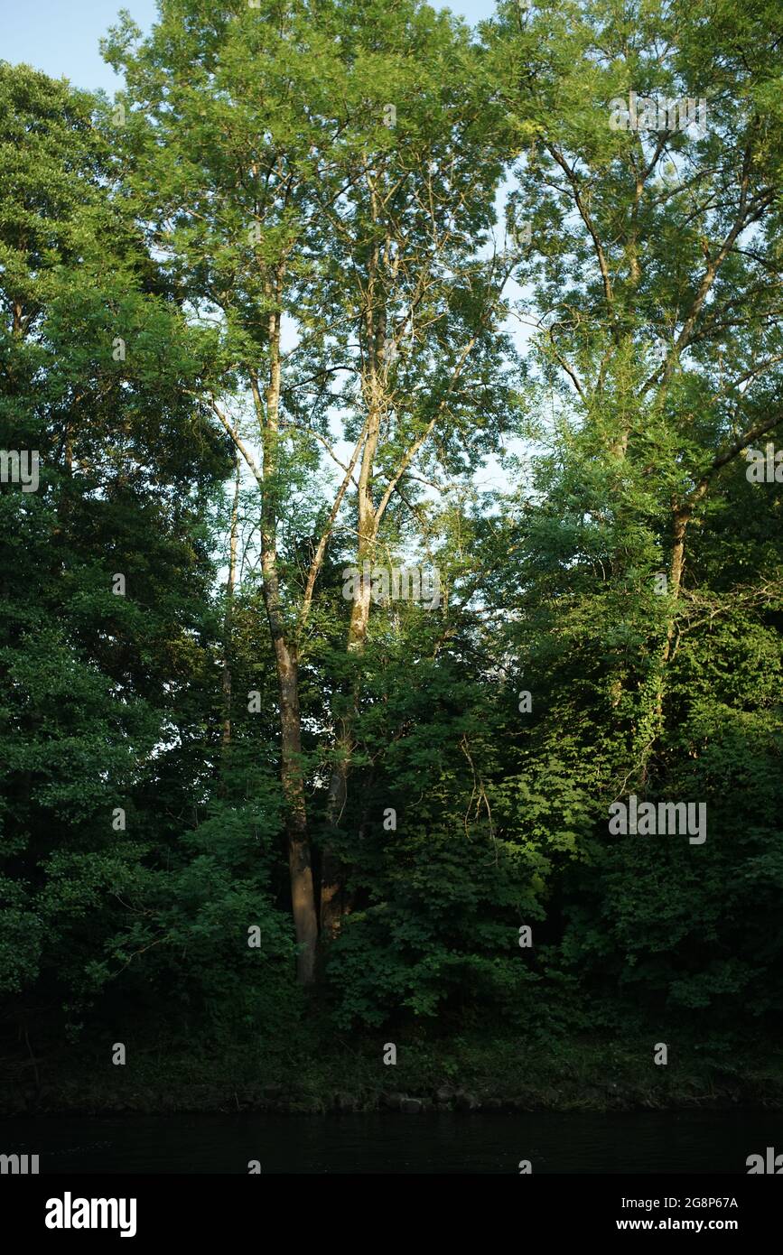 Trees besides a river landscape with natural environment besides ...