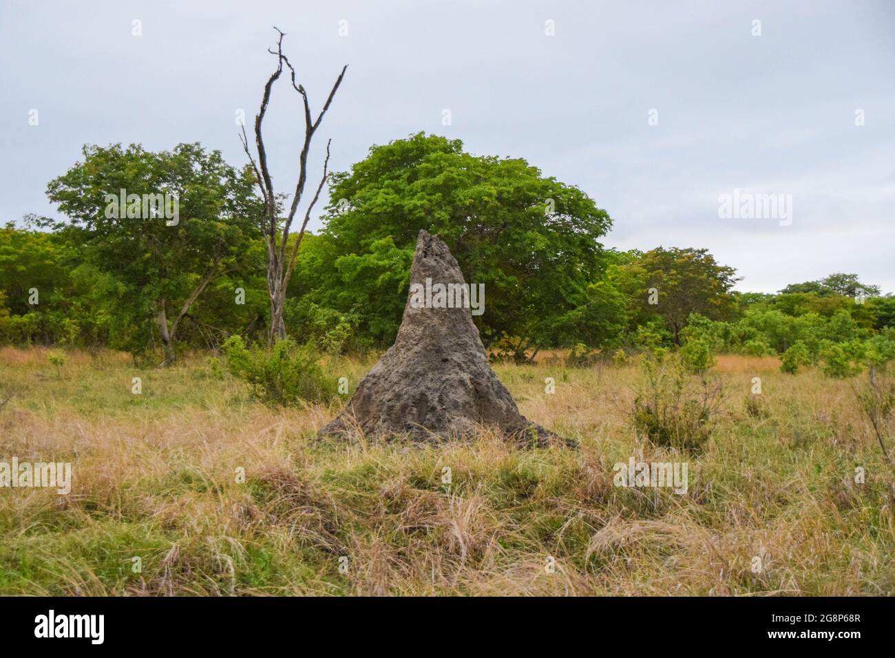 Mound building termites africa hi-res stock photography and images - Alamy