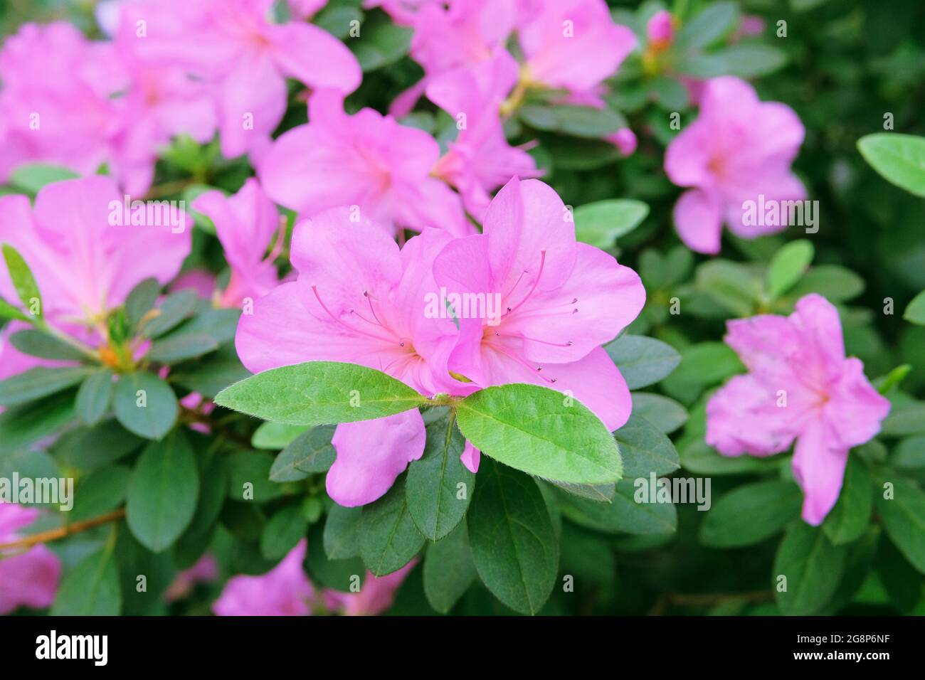 Azalea park hi-res stock photography and images - Alamy
