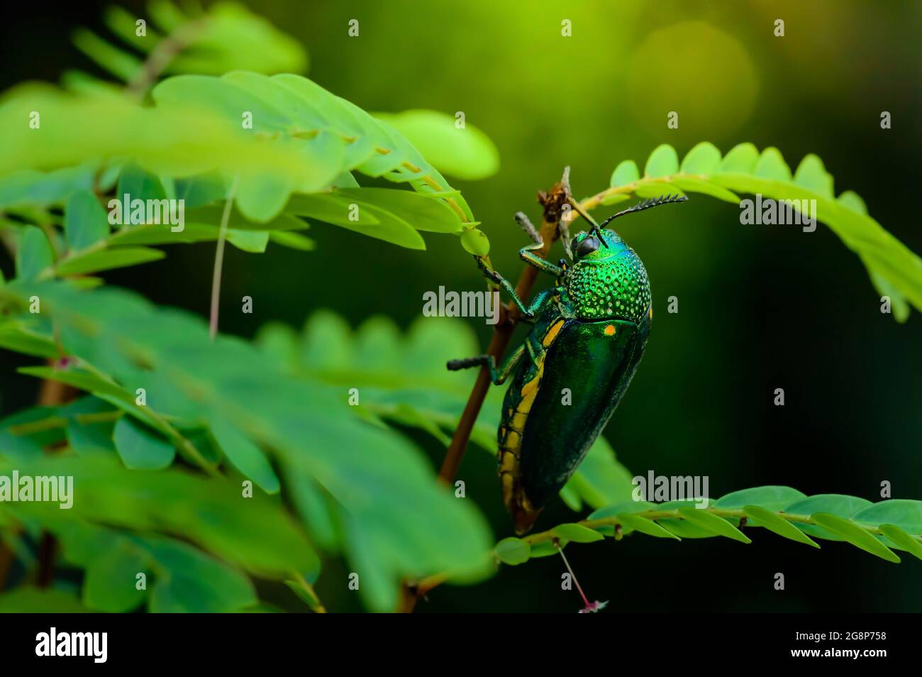 A metallic wood-boring beetle, Jewel beetle, Buprestid (Sternocera ...