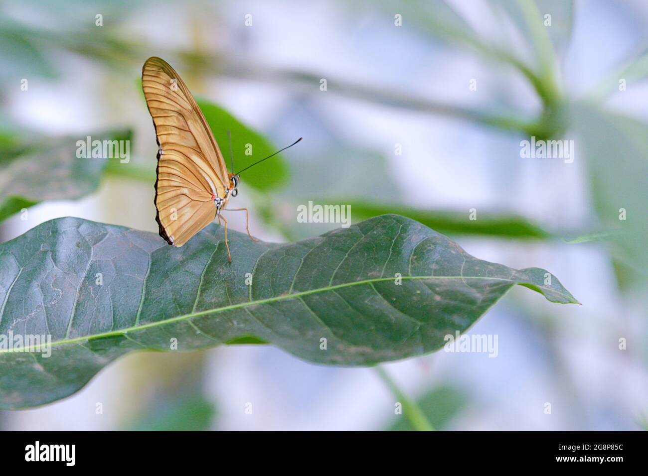 Julia Butterfly also called Dryas iulia Stock Photo - Alamy