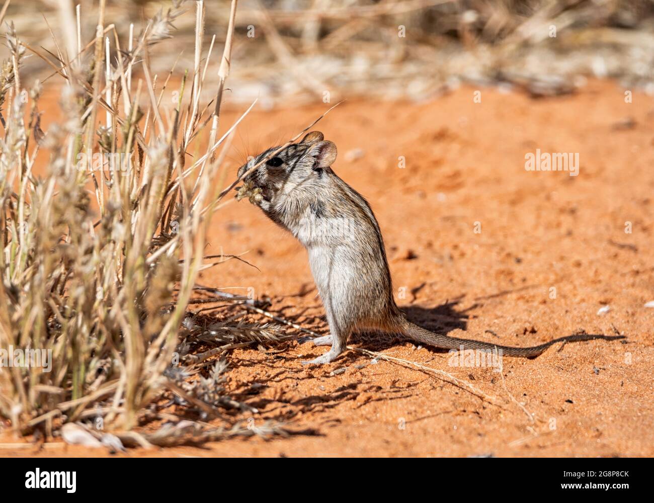 African Striped Mouse