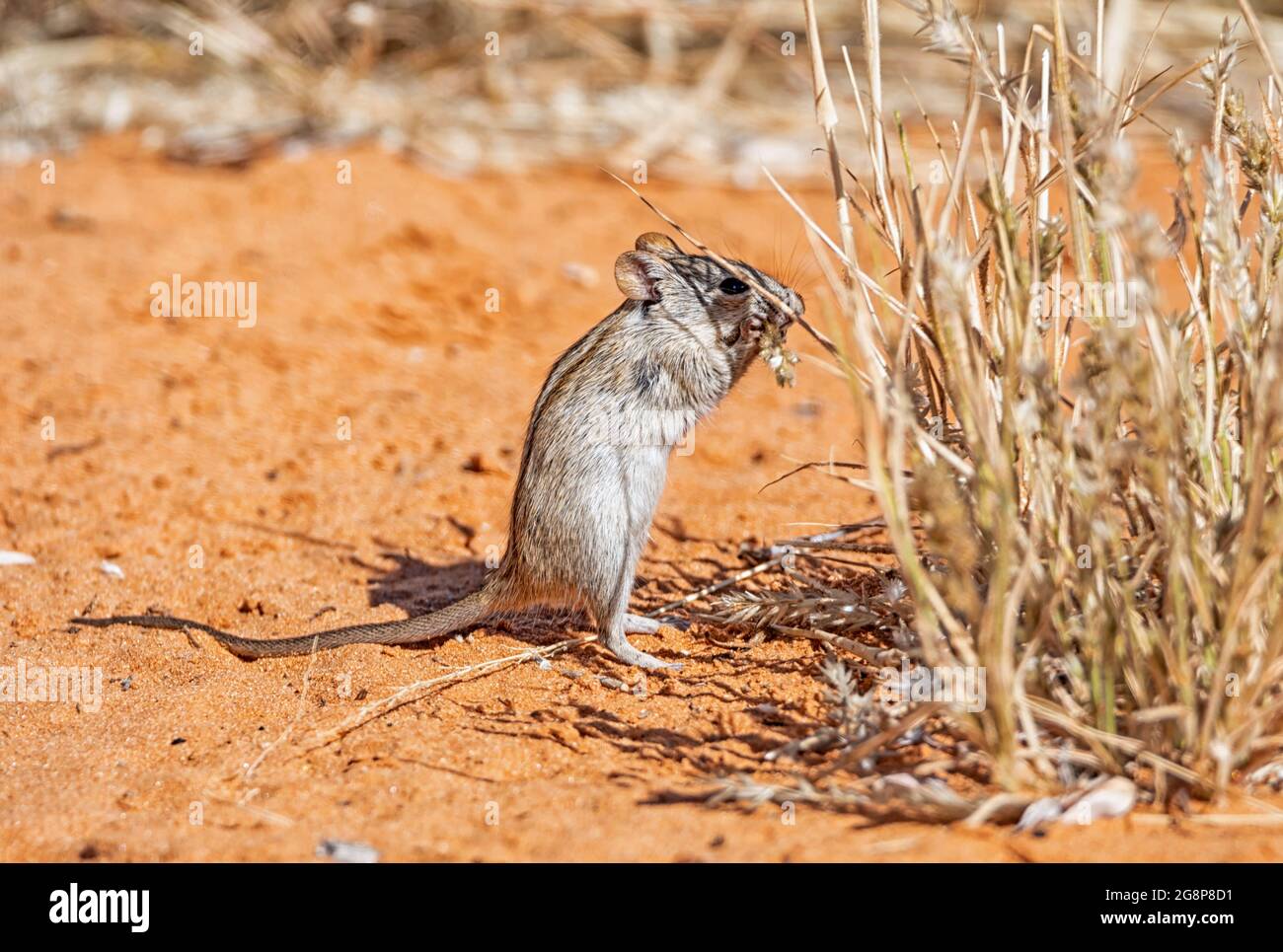 African striped mouse hi-res stock photography and images - Alamy