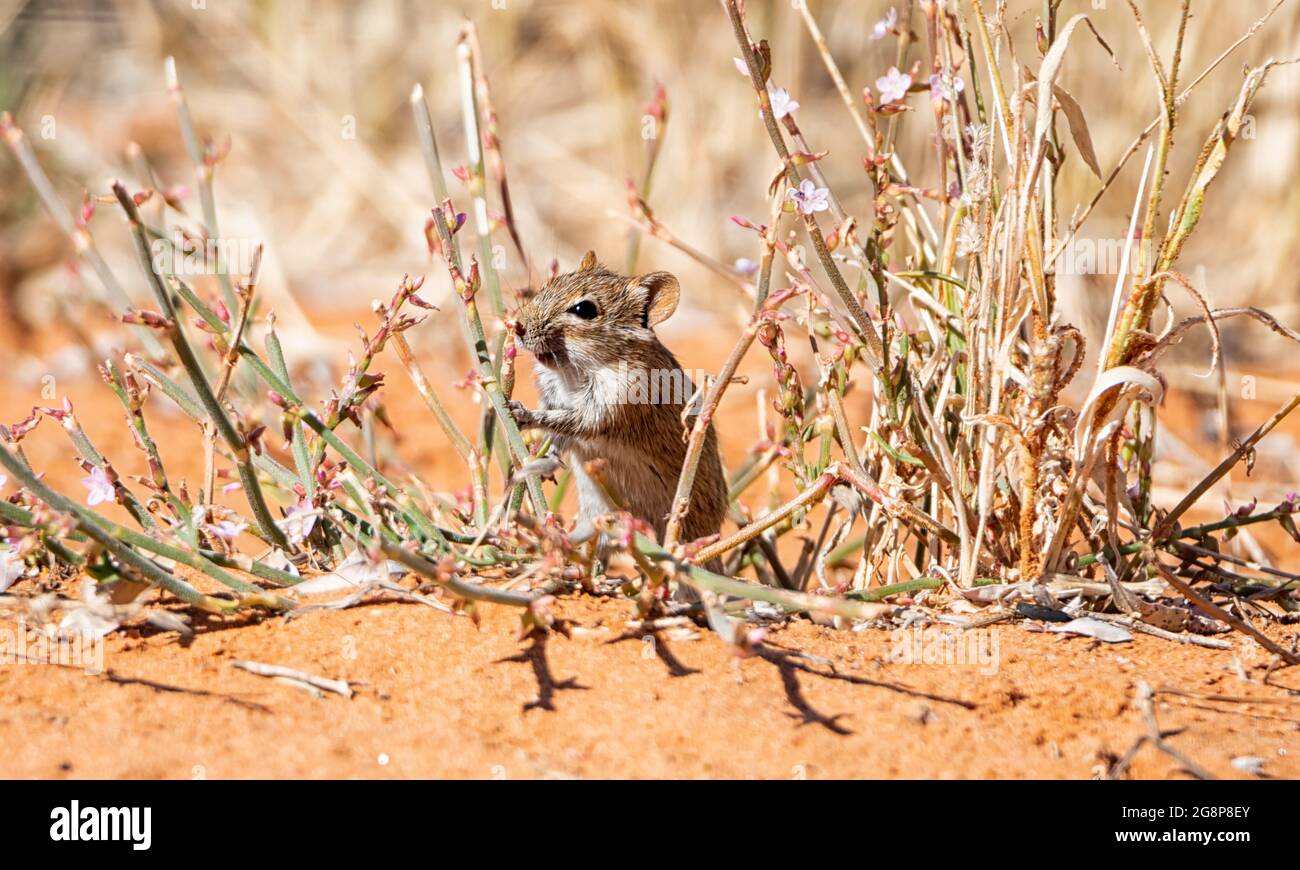 Kalahari mouse hi-res stock photography and images - Alamy