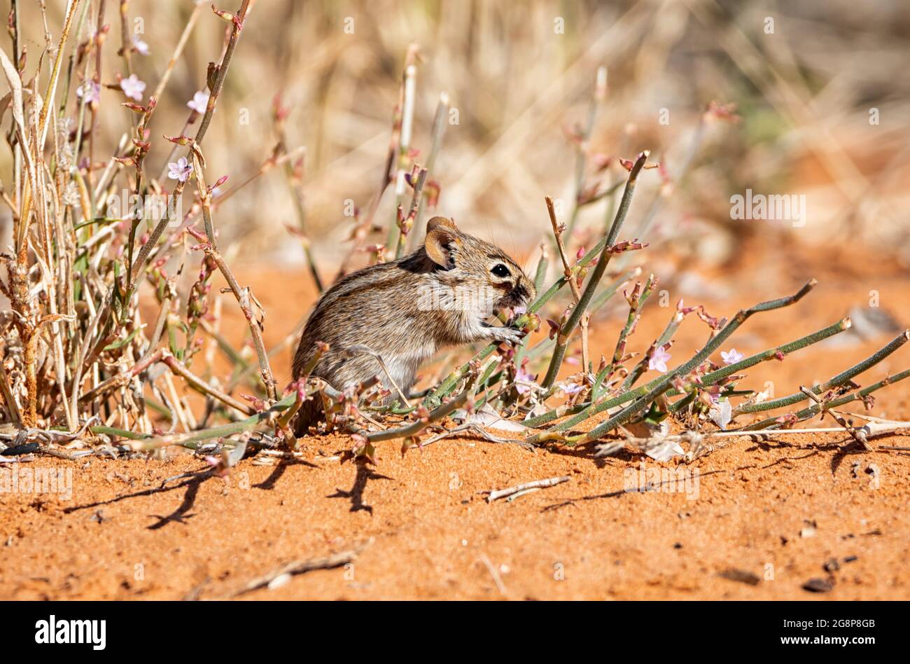 Kalahari mouse hi-res stock photography and images - Alamy