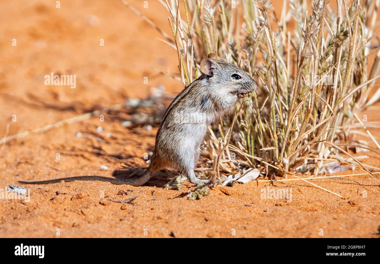 Kalahari Mouse High Resolution Stock Photography and Images - Alamy