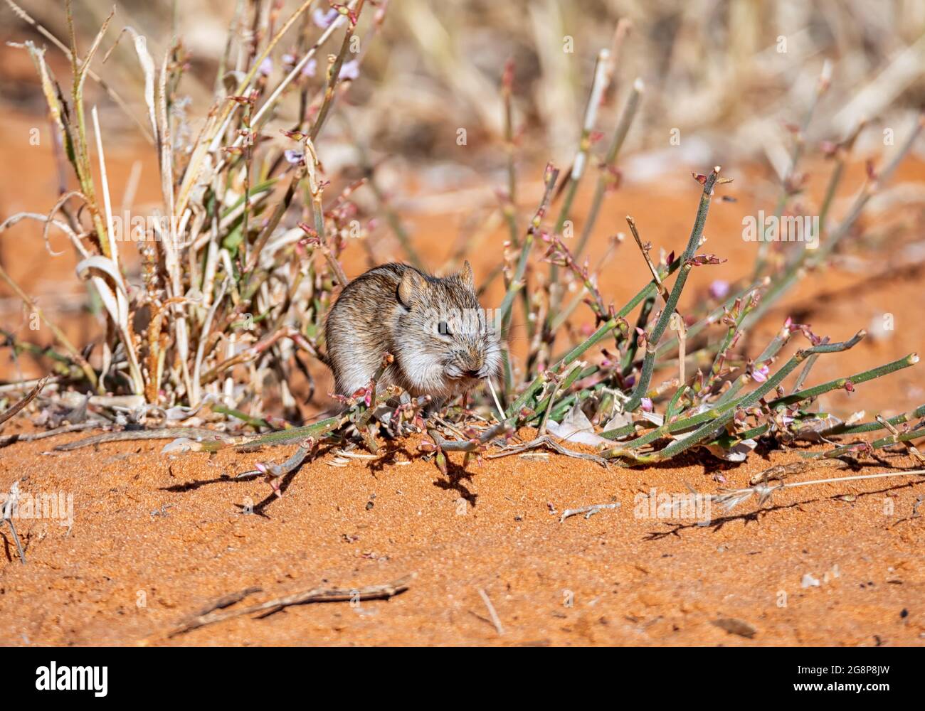 Kalahari mouse hi-res stock photography and images - Alamy