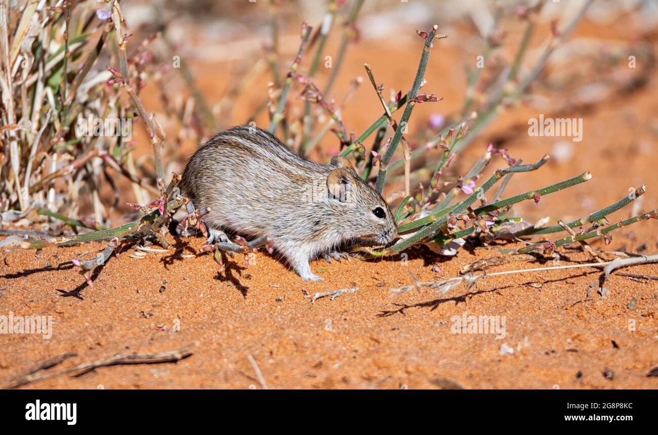 Kalahari mouse hi-res stock photography and images - Alamy