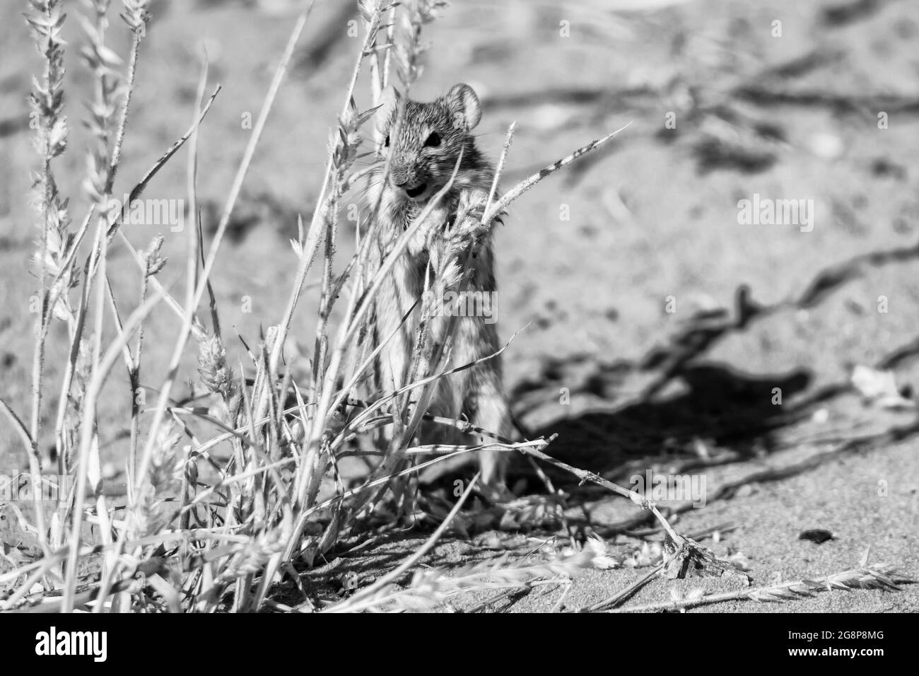 Kalahari mouse Black and White Stock Photos & Images - Alamy
