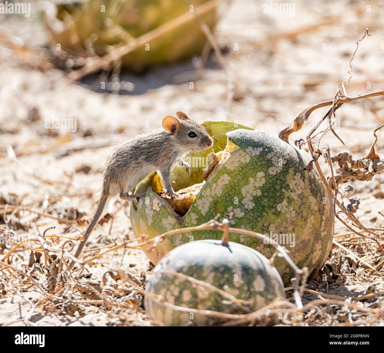 Kalahari Mouse High Resolution Stock Photography and Images - Alamy