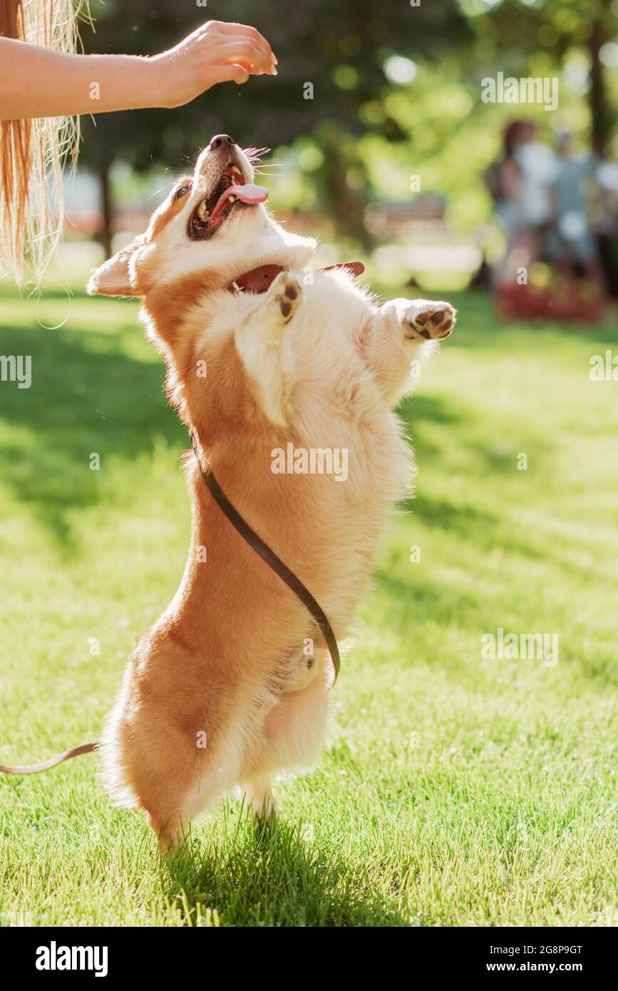 How Do You Teach A Dog To Stand On Hind Legs