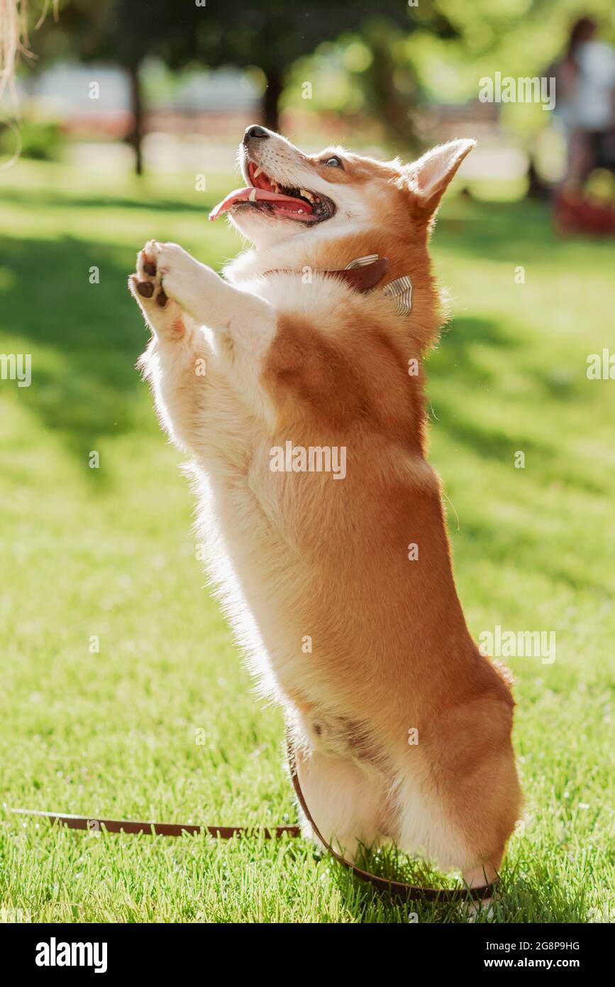 Corgi stand hi-res stock photography and images - Alamy