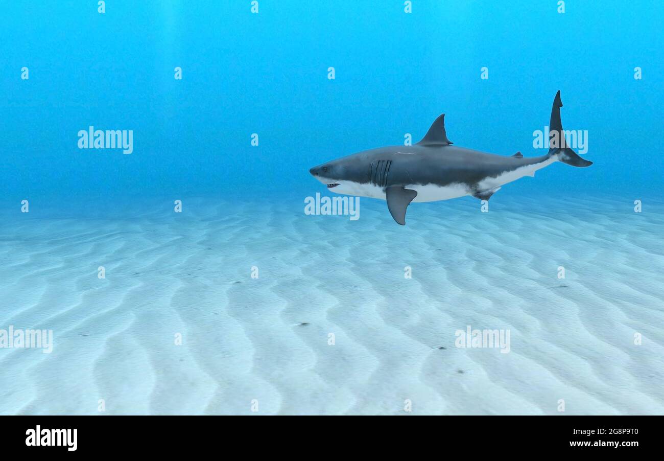 Great white shark side view hi-res stock photography and images - Alamy