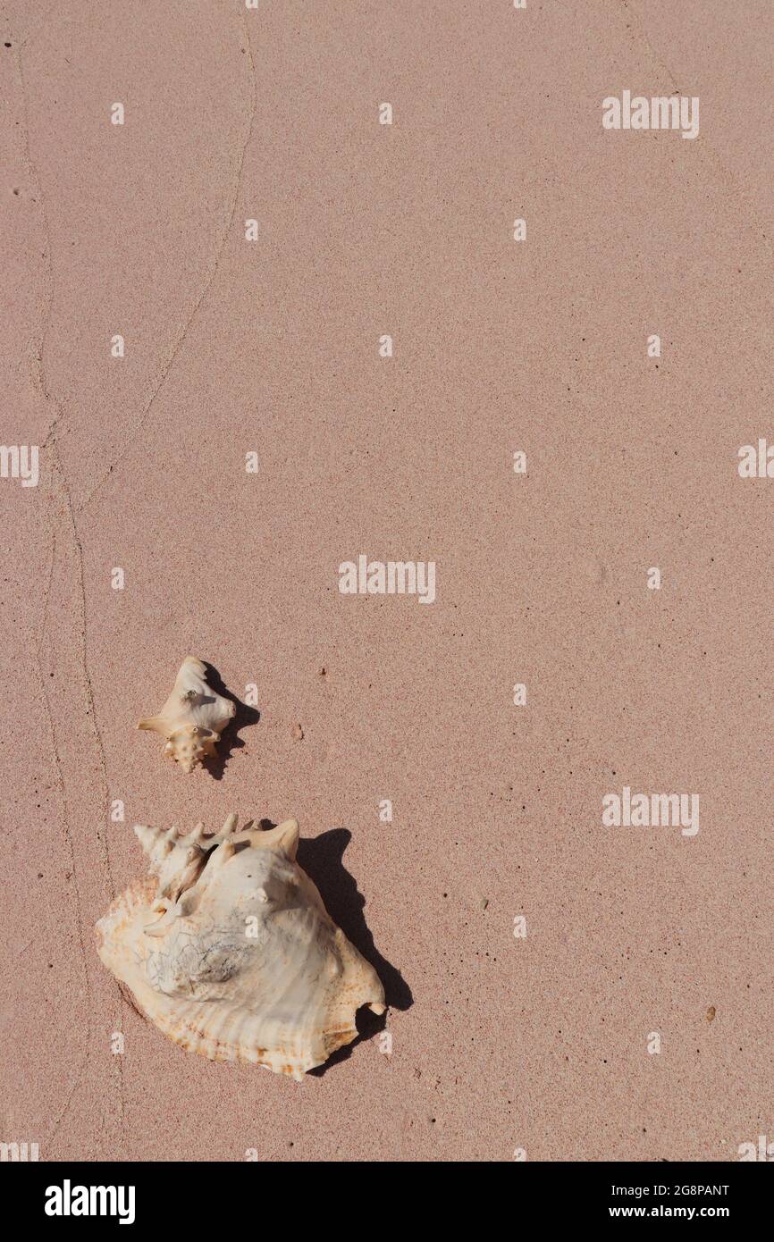 Big and small shell on pink sand. Tropical seashell Stock Photo - Alamy