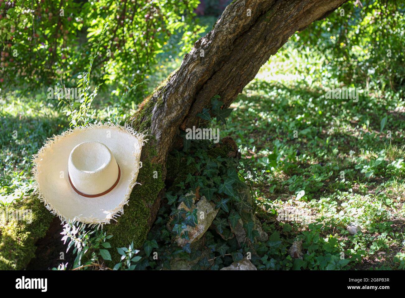 White straw hat by the tree trunk in a garden under the shadow Stock ...
